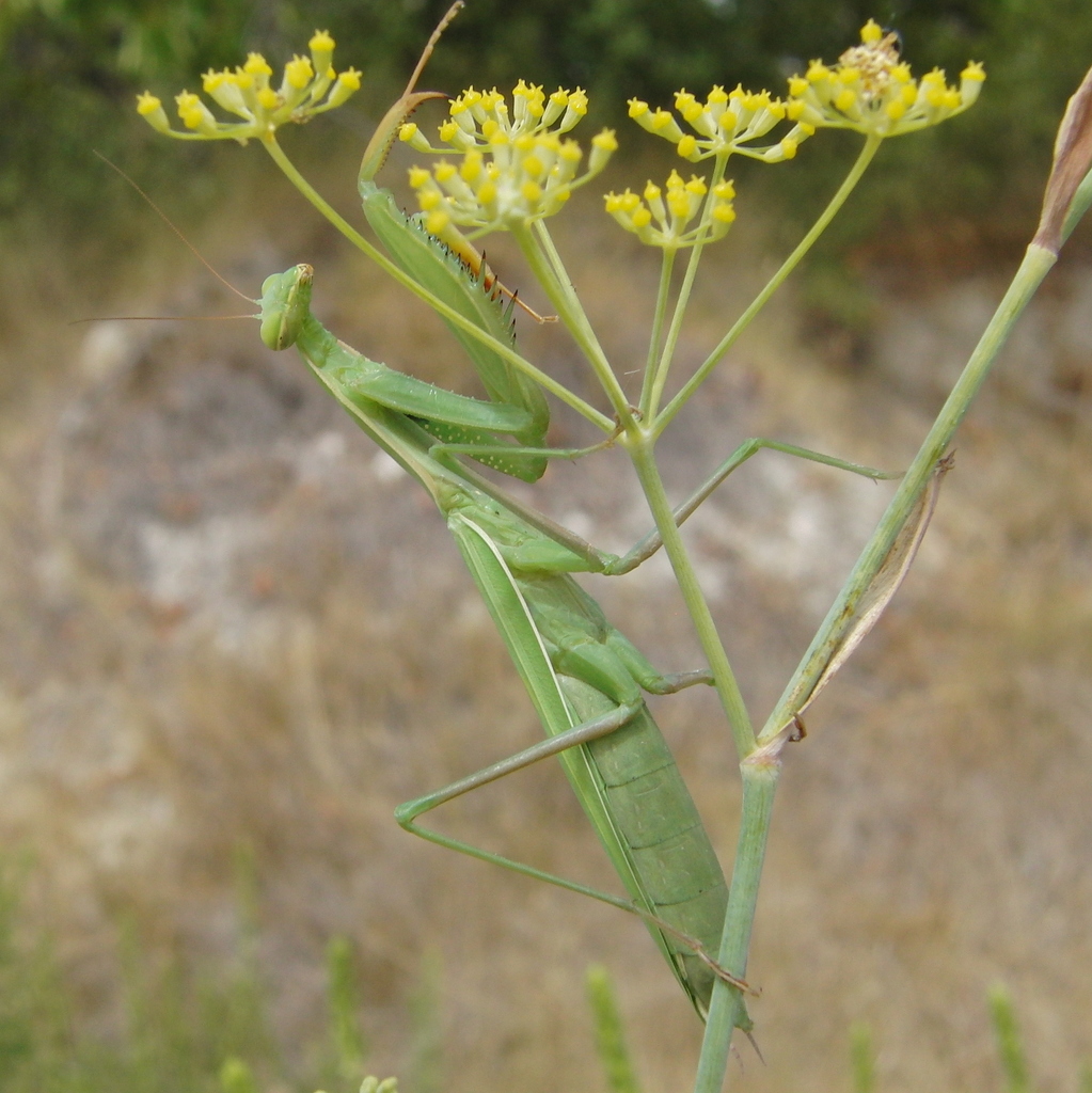 European Mantis from Margarida, Provinz Alicante, Spanien on August 28 ...