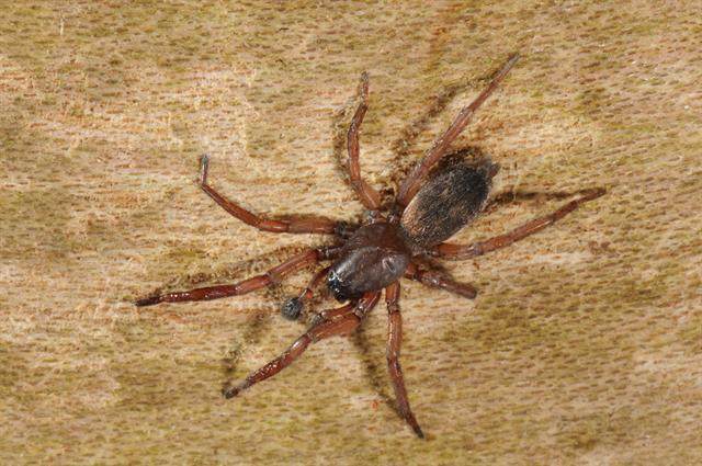 Ensign Ground Hunter (Bugs of Mueller State Park) · iNaturalist