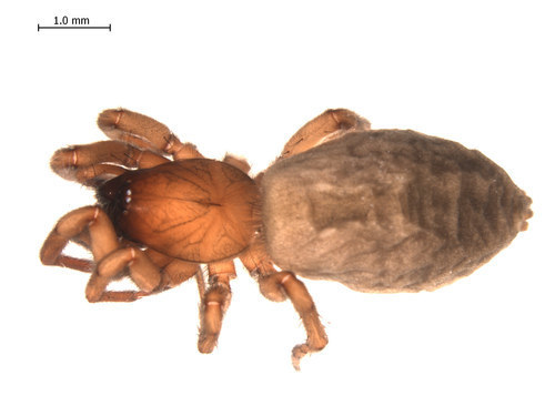 Ensign Ground Hunter (Bugs of Mueller State Park) · iNaturalist