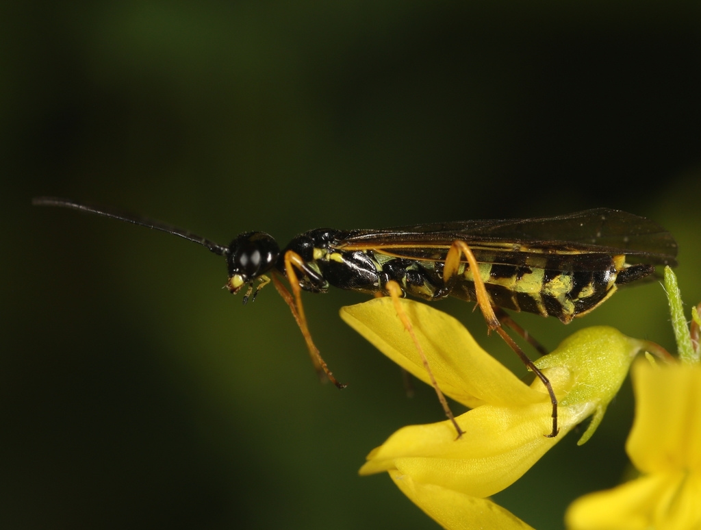 Wheat Stem Sawfly from Granum, AB T0L 1A0, Canada on June 17, 2018 at ...