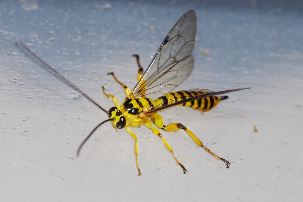 Xanthopimpla naenia from 日本、〒905-1422 沖縄県国頭郡国頭村字宜名真 on January 5, 2019 ...