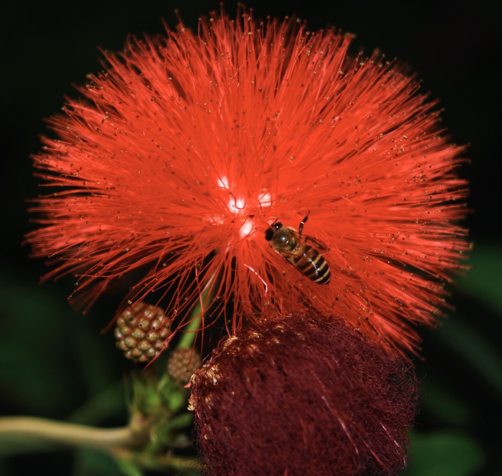scarlet powder-puff from 松山市政公園, 澳門, MO on December 26, 2013 at 12:19 ...