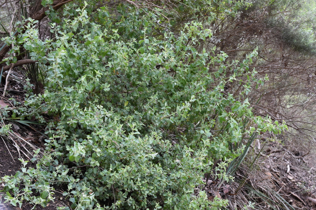 Fragrant Saltbush from Aeroplane Rd, Balliang VIC 3340, Australia on ...