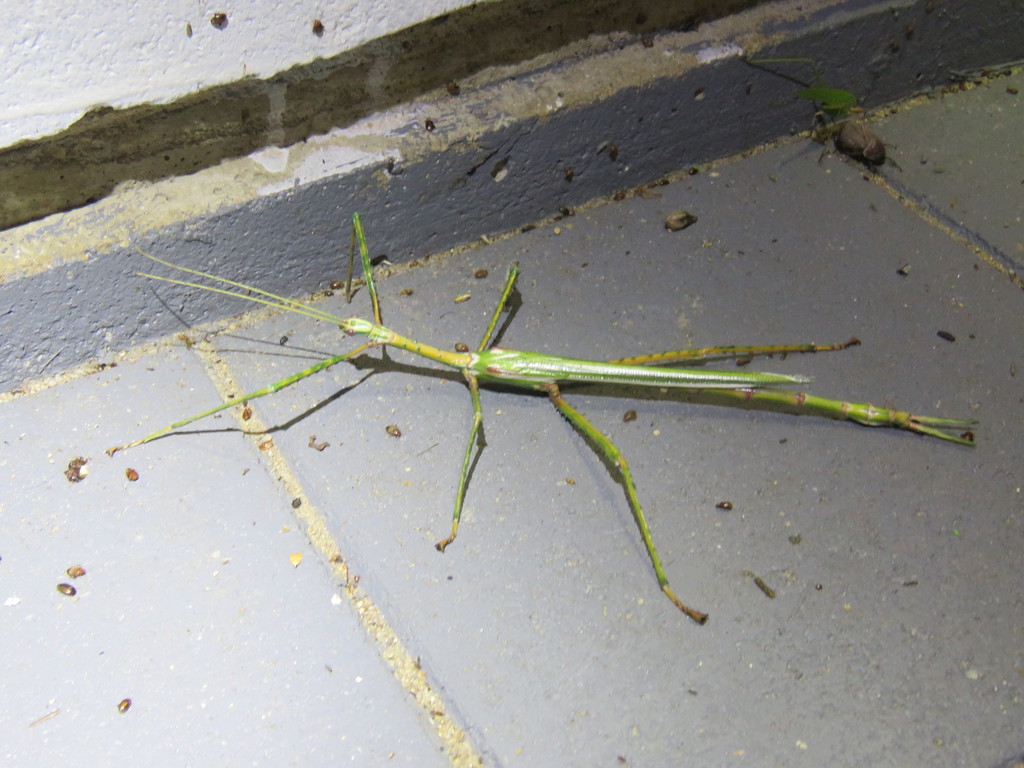 Goliath Stick Insect from Nancy St, Yorkeys Knob QLD 4878, Australia on ...