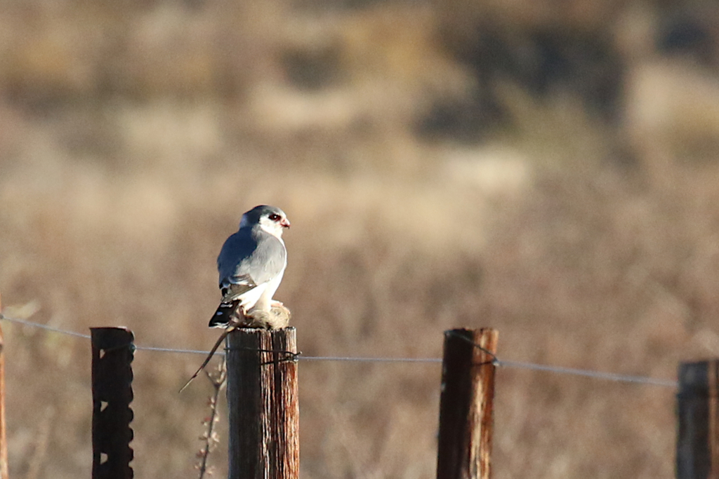 Pygmy Falcon from C26 to Namibgrens, Khomas Region, Namibia on July 26 ...