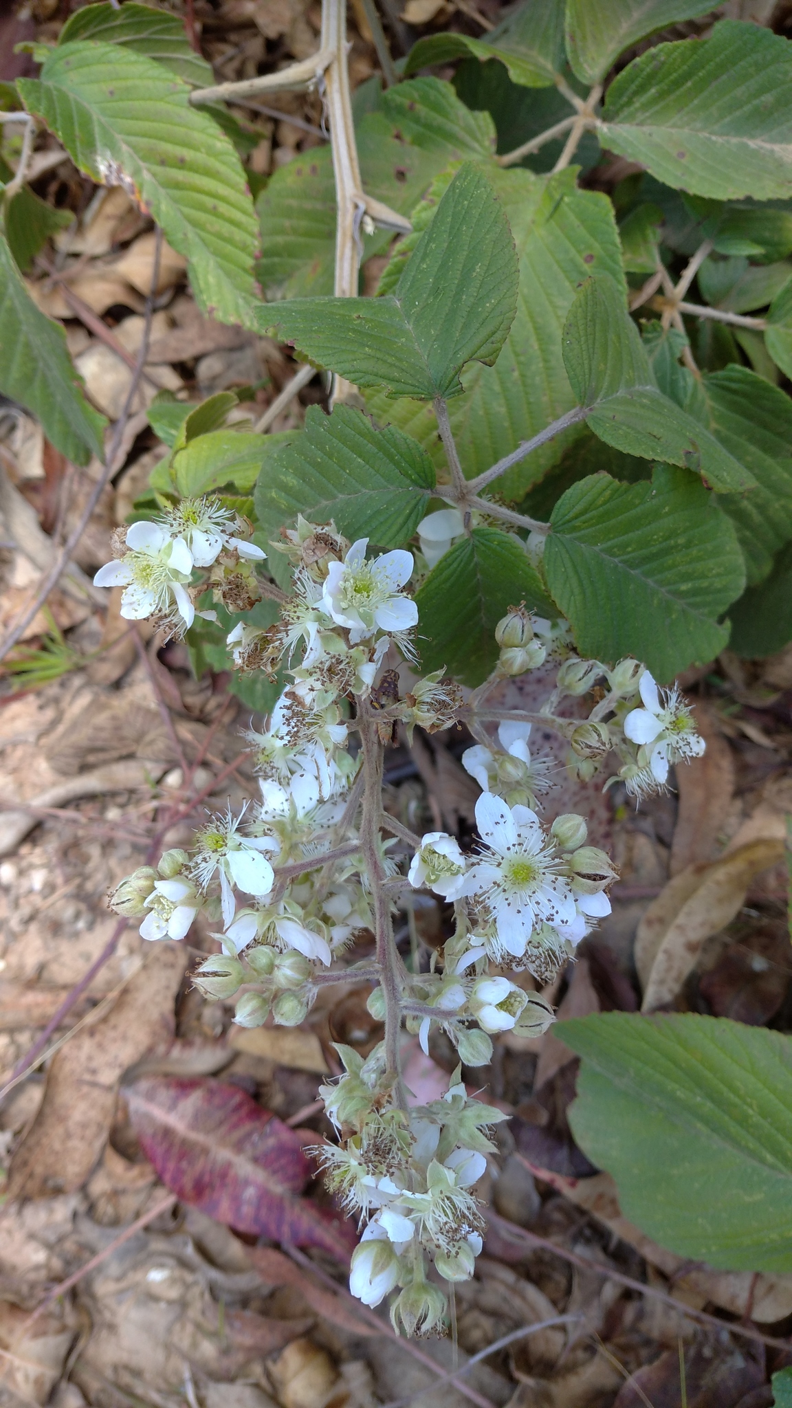 Rubus floribundus Kunth