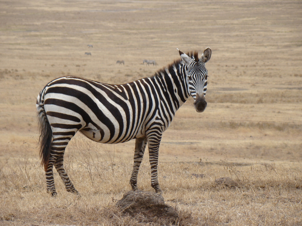 Grant’s Zebra in July 2008 by Jean-Paul Boerekamps · iNaturalist