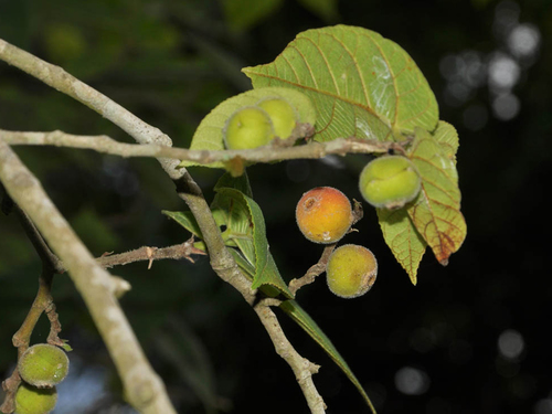 Ficus odorata · iNaturalist United Kingdom