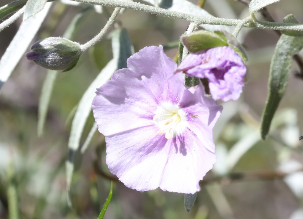 Duperreya sericea from Nerren Nerren WA 6532, Australia on September 15 ...