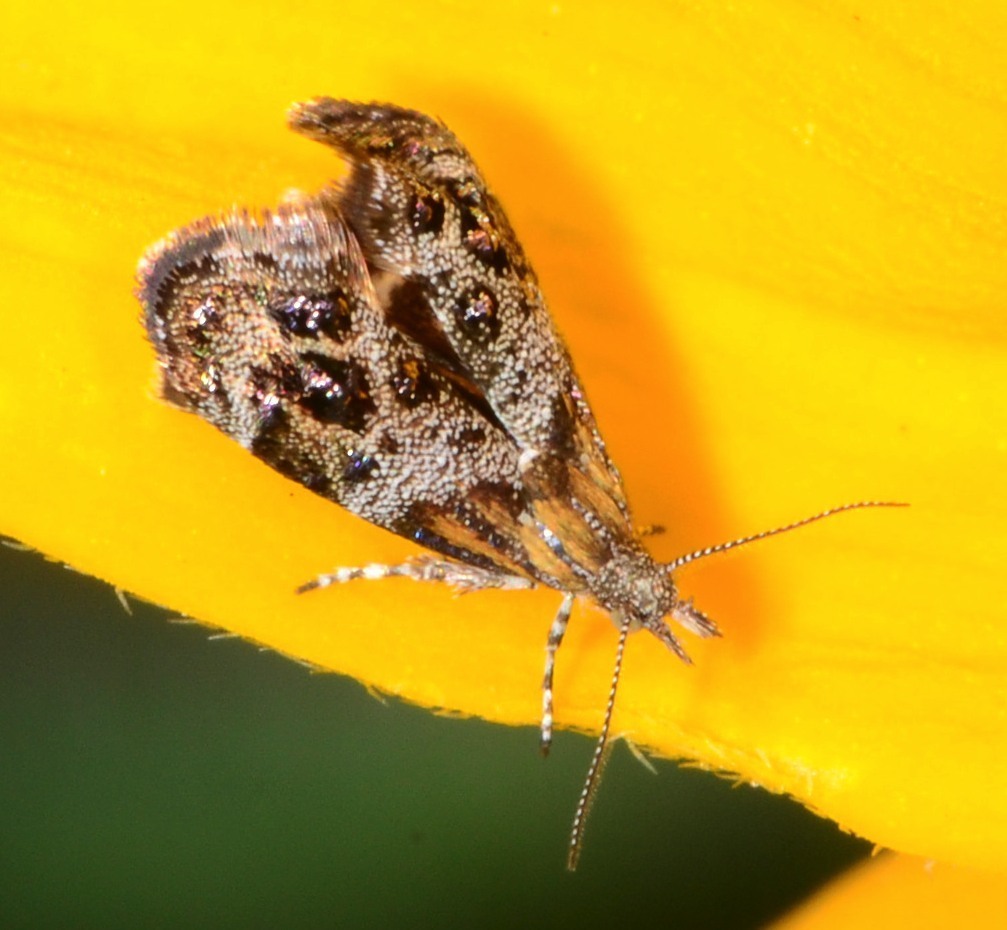 Everlasting Tebenna Moth (Pat Mayse WMA Invertebrates) · iNaturalist