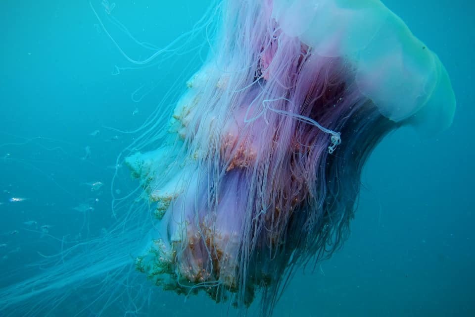 Cyanea rosea from Botany Bay National Park, Cape Solander Dr, Kurnell ...
