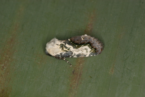 Acontia viridifera · NaturaLista Colombia
