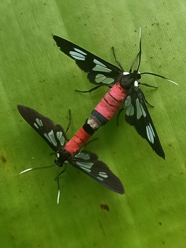 Caeneressa fouqueti · iNaturalist Mexico