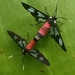 Fouquet's Wasp Moth (Caeneressa fouqueti) · iNaturalist