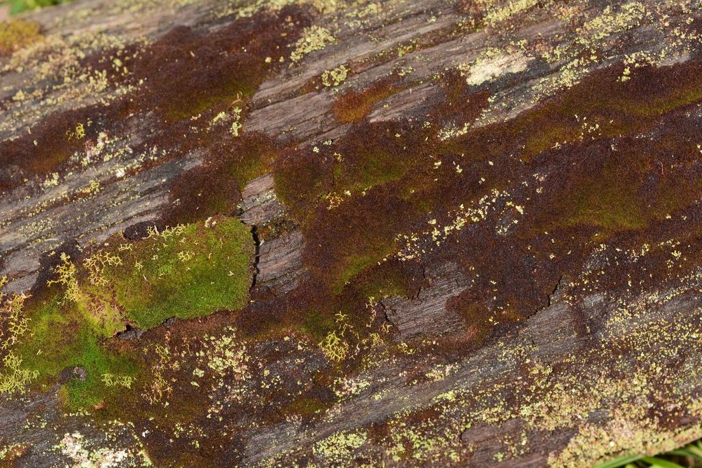 (Cephaloziella exiliflora) - Botanical Realm