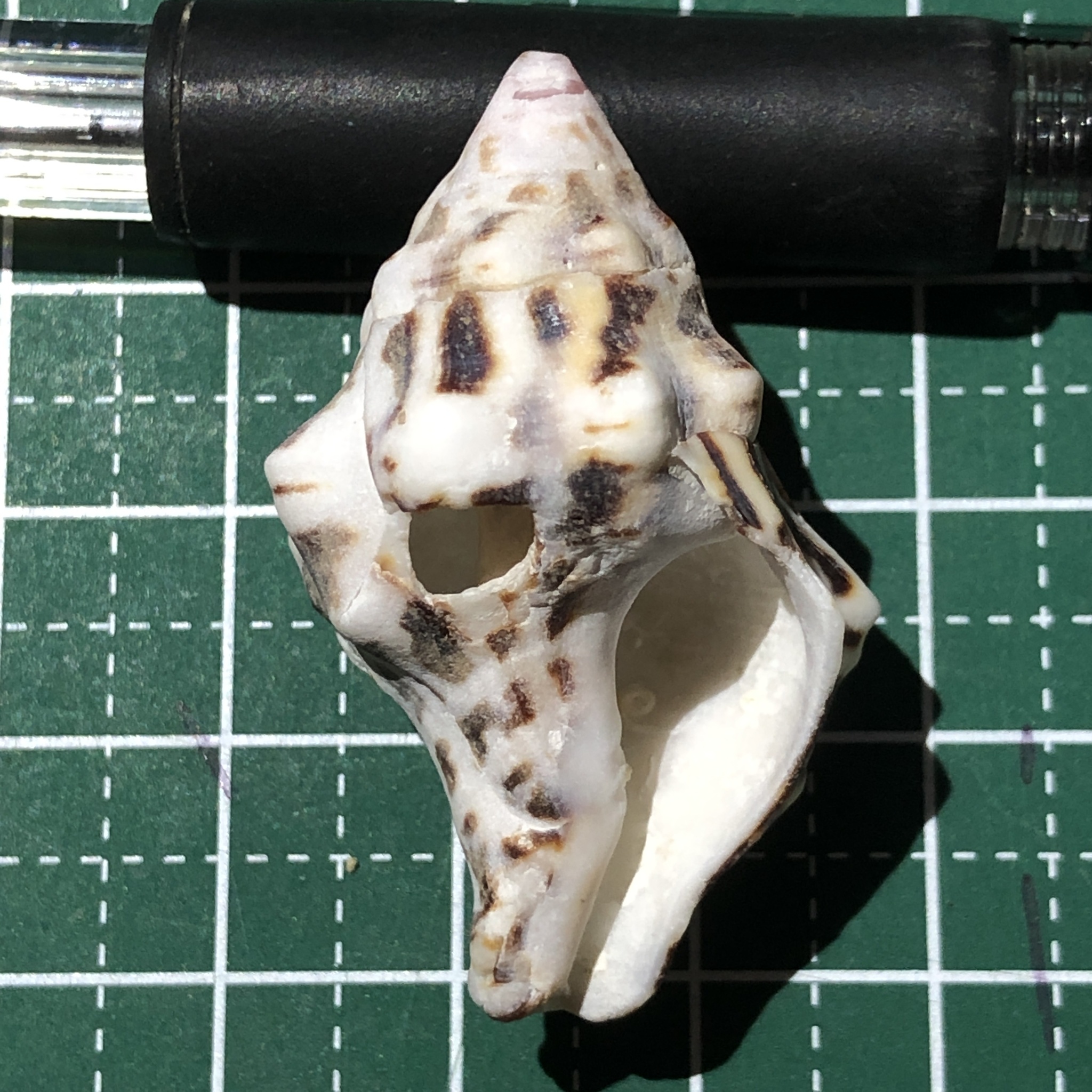 Latirus belcheri (Reeve, 1847)