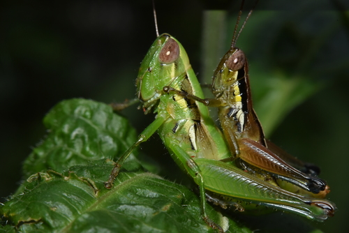 Siruvania dimorpha · iNaturalist