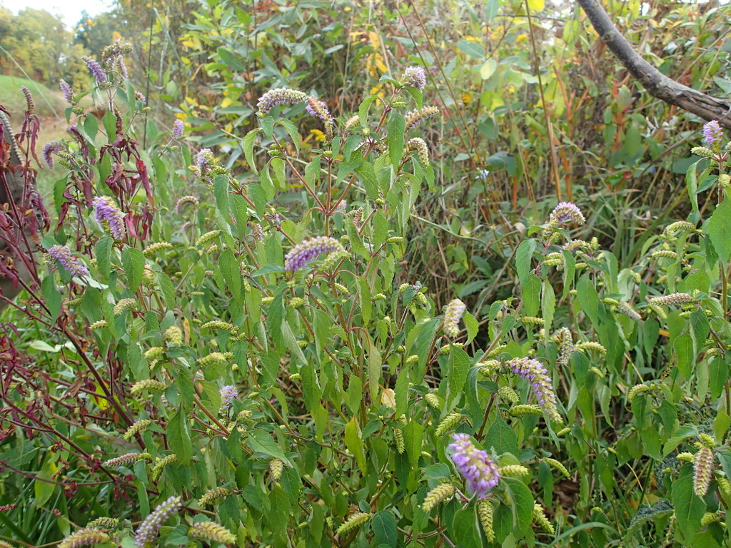 purple giant hyssop from Hocking County, OH, USA on September 28, 2020 ...