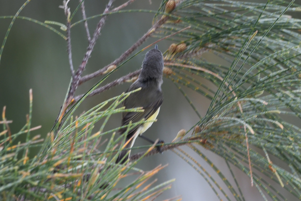 New Caledonia Fan-tailed Gerygone from L'Île-des-Pins, New Caledonia on ...