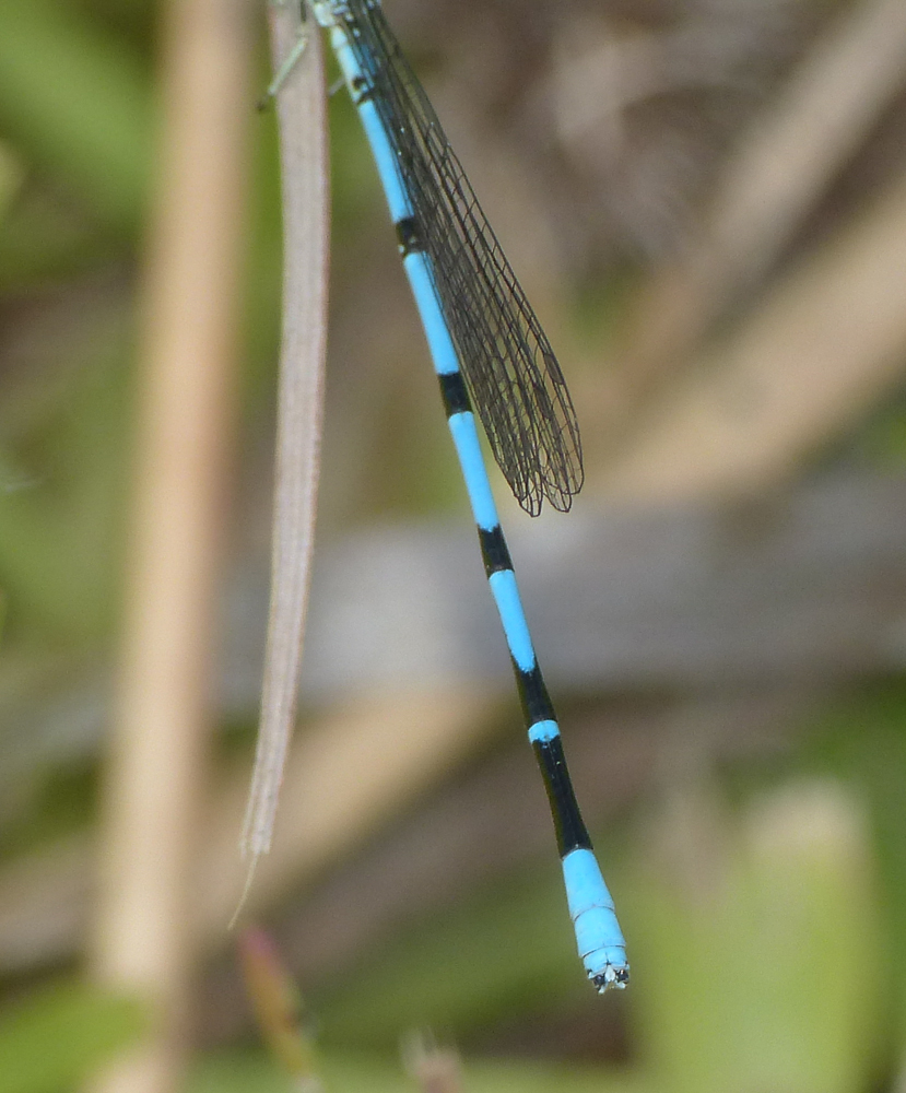 Seepage Dancer (Dragonflies and Damselflies of Alabama) · iNaturalist