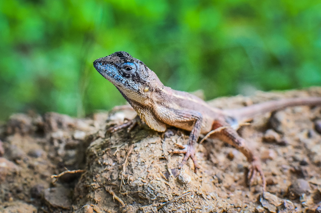 Sushil’s Fan-throated Lizard (Kanha National Park - Herptiles ...