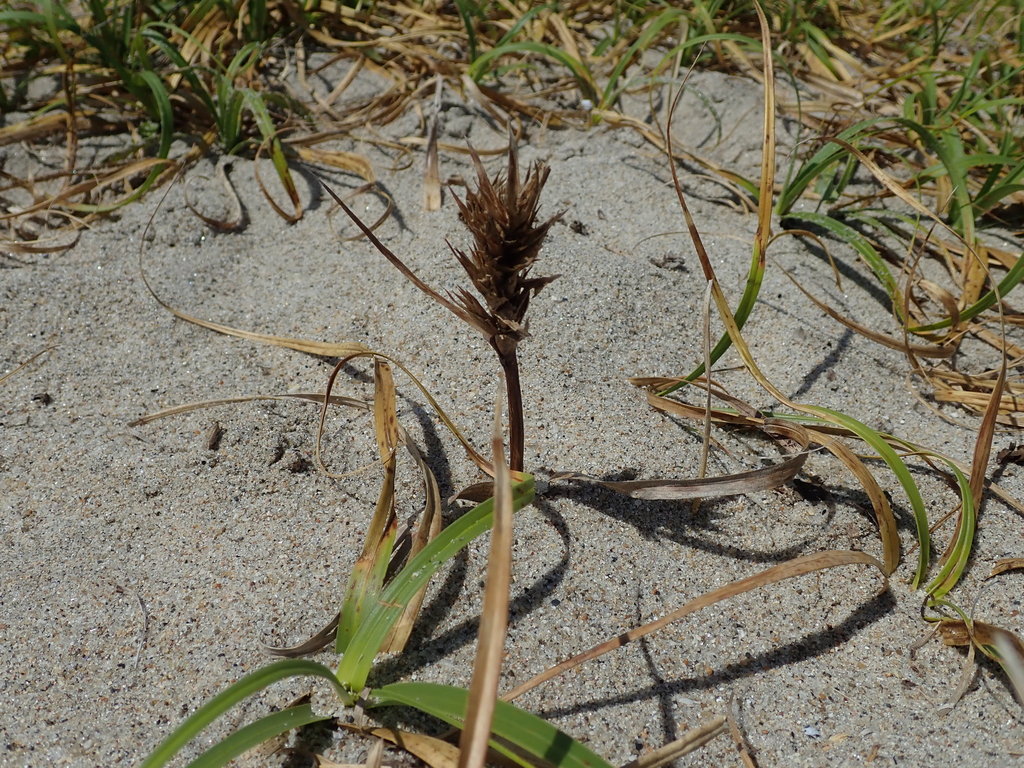 Japanese sedge from 日本、〒319-1301 茨城県日立市十王町伊師 on September 06, 2020 at ...