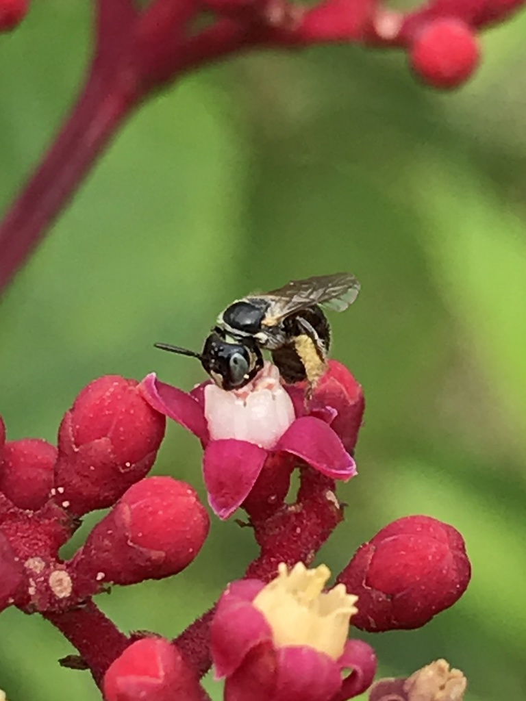 Black Reed Bees (Bee genera of southern Africa) · iNaturalist