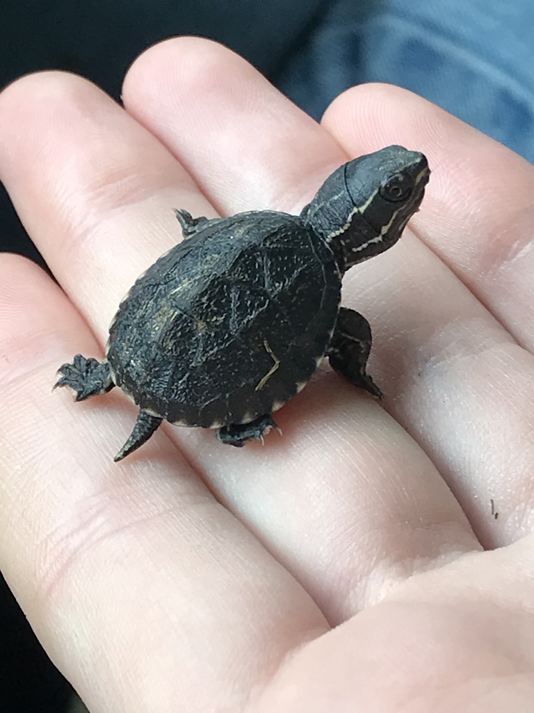 Eastern Musk Turtle from Glen Arm, MD, US on September 29, 2020 at 11: ...