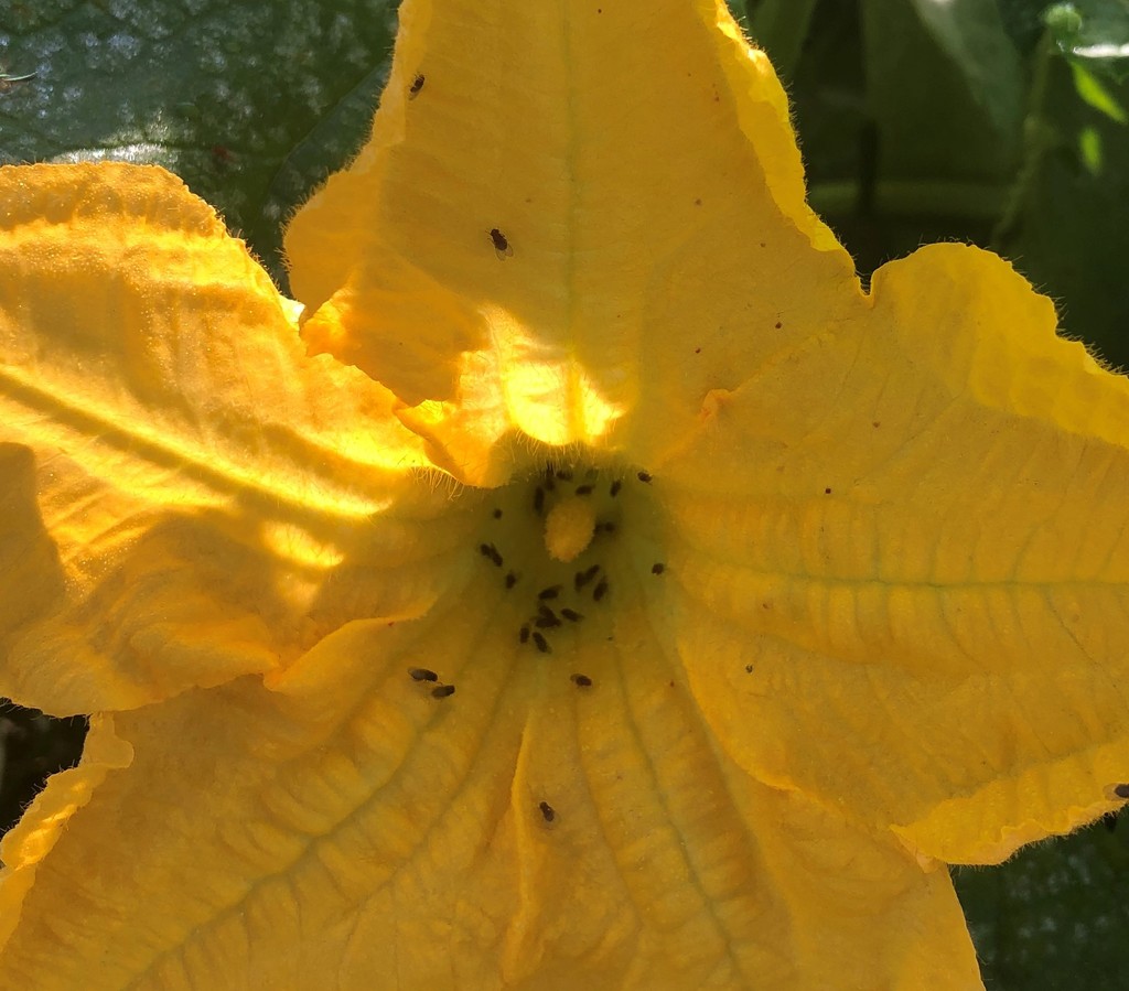 Vinegar and Fruit Flies from Upper Marlboro, MD 20772, USA on September ...
