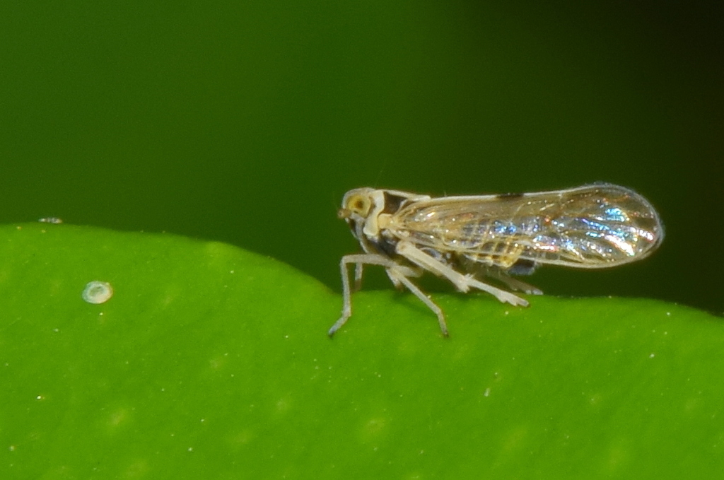 White-backed Planthopper from Kadma, West Bengal 722151, India on ...