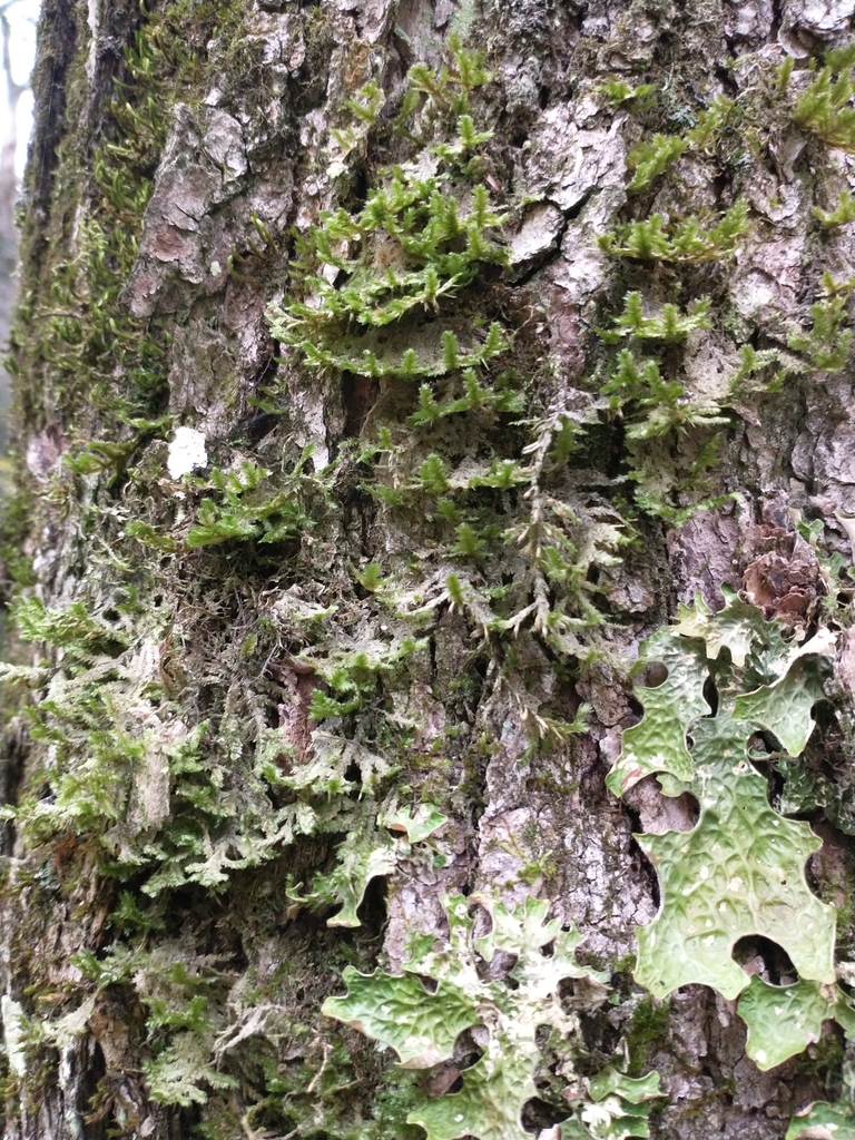 Tree Lungwort from Carp Lake Township, MI, USA on September 25, 2020 at ...