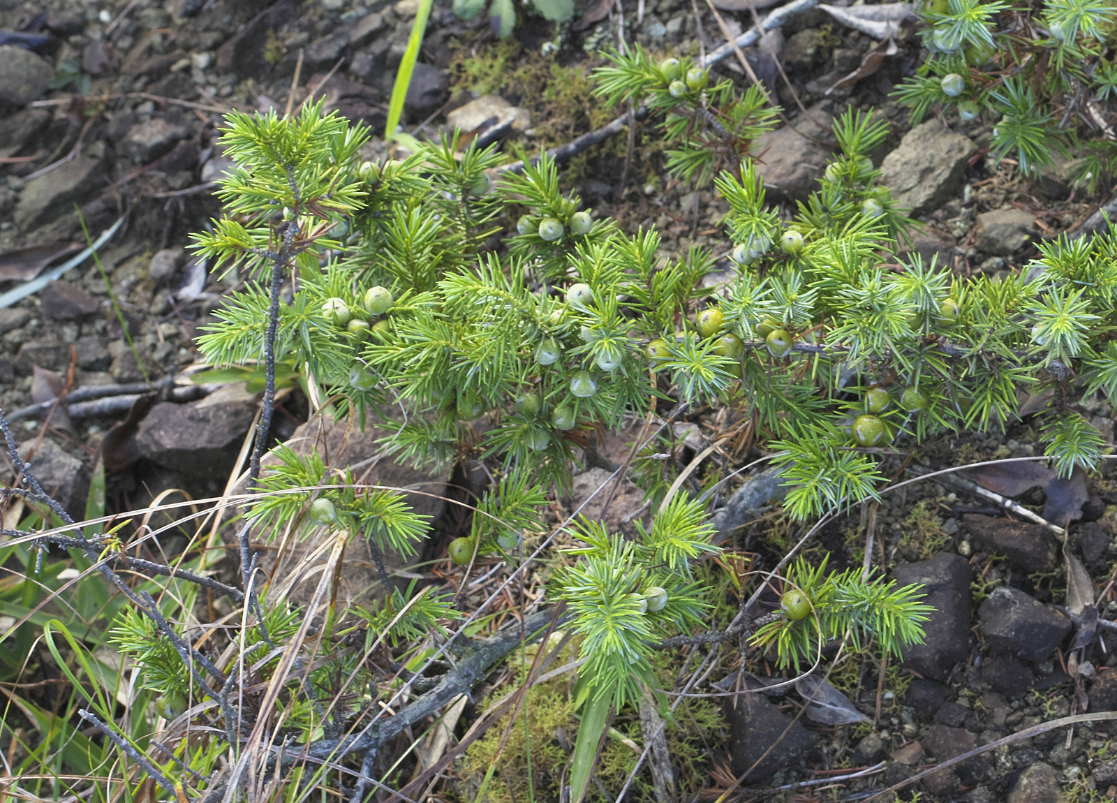 Juniperus rigida Siebold & Zucc.