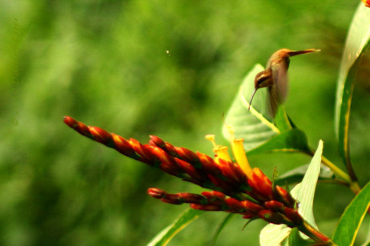 Reddish Hermit (Birds of Tambopata) · iNaturalist