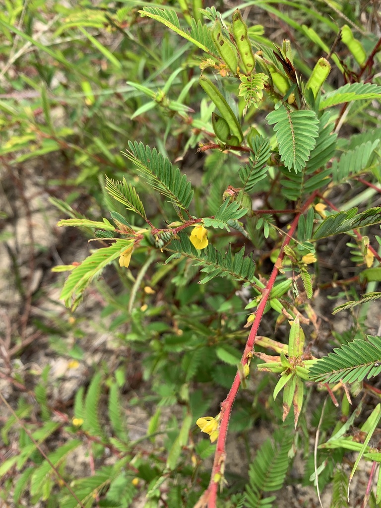 sensitive pea from Sheldon, SC, US on September 29, 2020 at 12:00 PM by ...