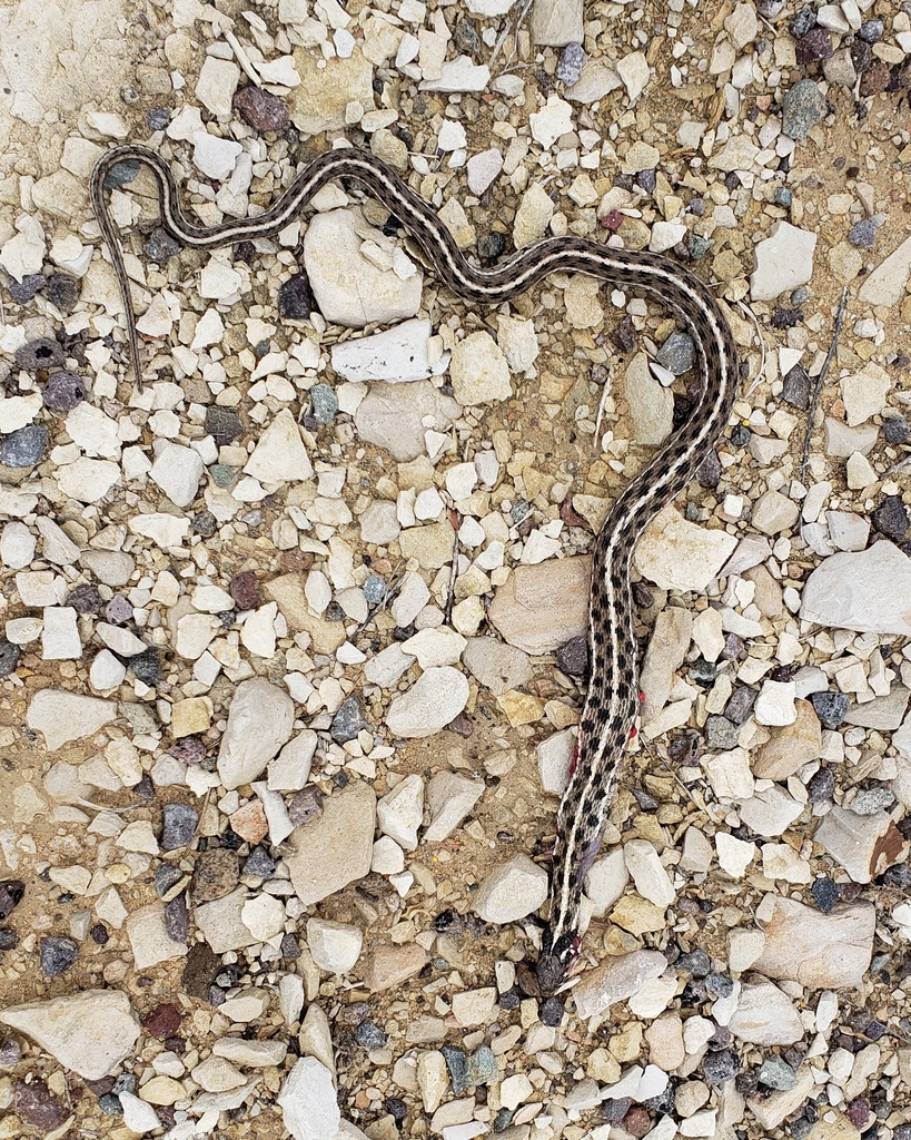 Checkered Garter Snake from Christmas Mountains Oasis, Terlingua, TX ...