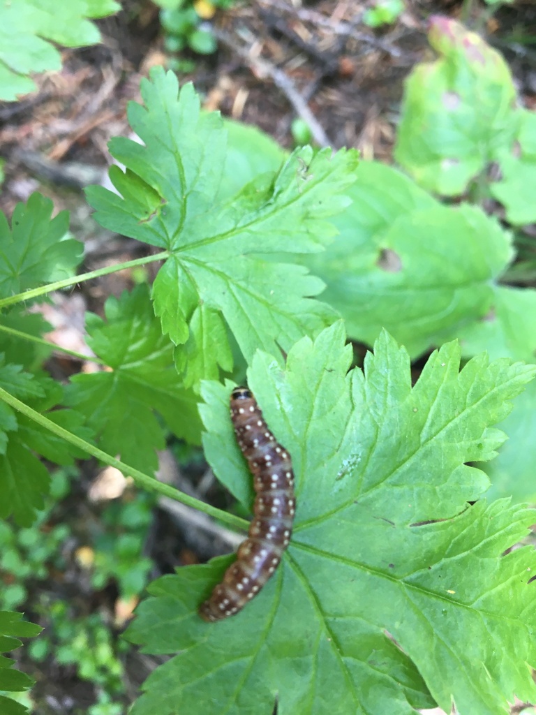Spruce Budworm Moth from East Kootenay, BC, Canada on July 21, 2020 at ...