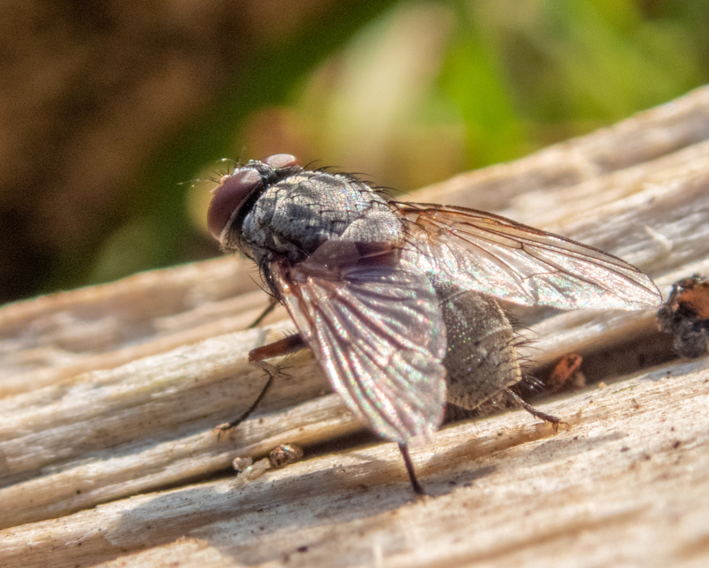 False Stable Fly from Стрельна, Санкт-Петербург, Россия, 198515 on ...