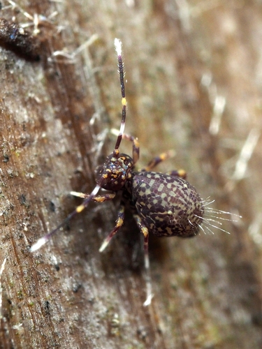 Ptenothrix alveola · iNaturalist