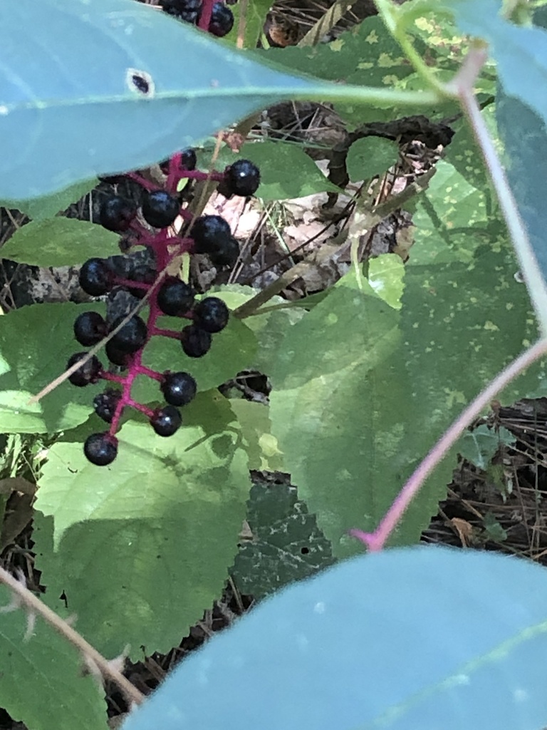 American pokeweed from Huntsville State Park, Huntsville, TX, US on ...