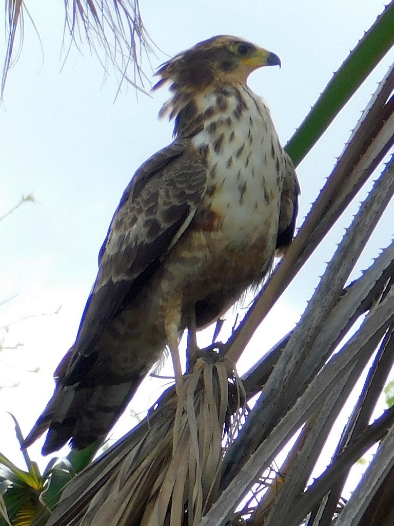 African Harrier-Hawk from Greyton, 7233, South Africa on September 27 ...