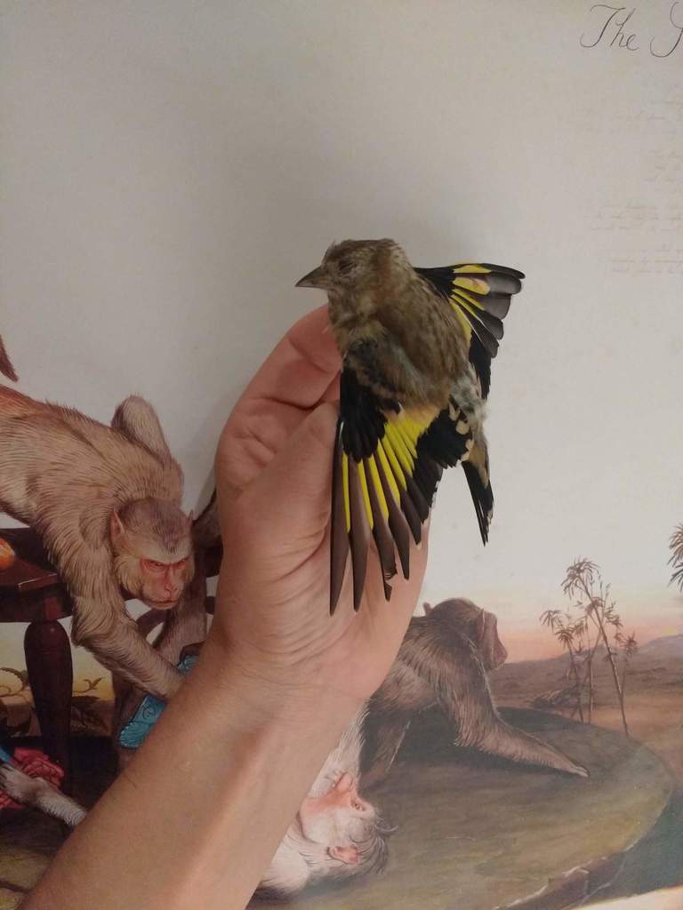 British Goldfinch from 1 Home Park, Plymouth PL2 1BQ, UK on August 19 ...