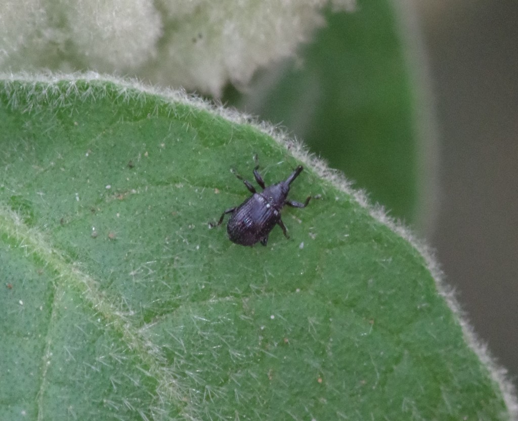 Anthonomus santacruzi (Curculionidae (True Weevils) of Southern Africa ...