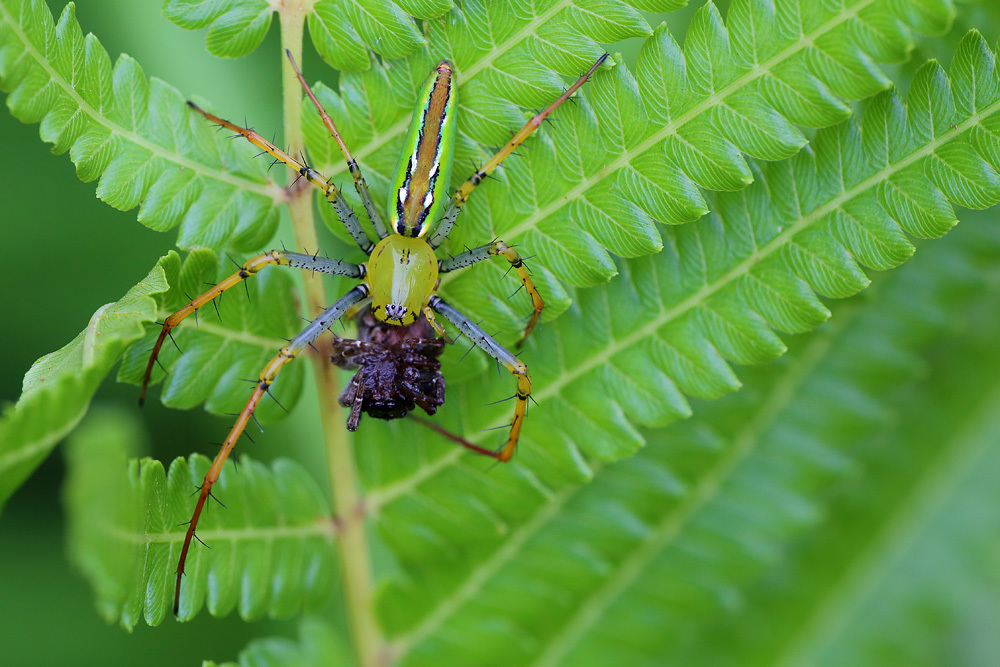 Green Lynx Spiders from Ranohira, Fianarantsoa, Madagascar on January ...