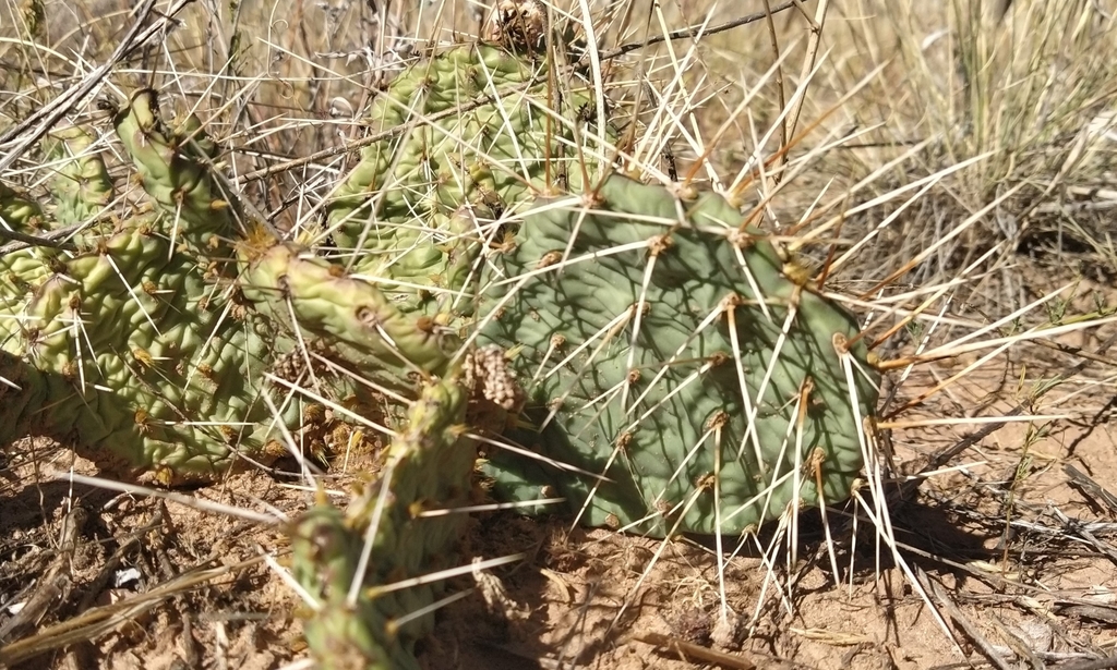 Pott's Prickly Pear in September 2020 by eredhouse · iNaturalist