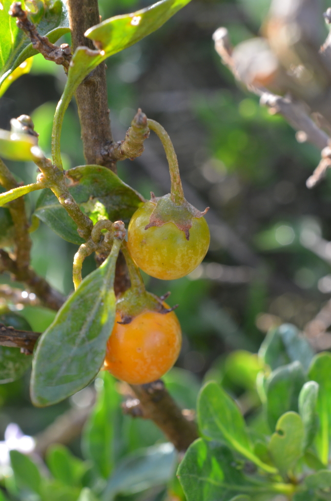 Dune Nightshade from Cape Farms, Cape Town, South Africa on September ...