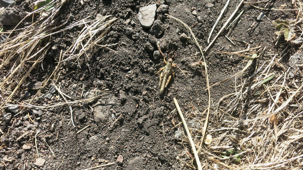 Melanoplus triangularis from Wind Ridge Trail, Canmore, AB T0L, Canada ...