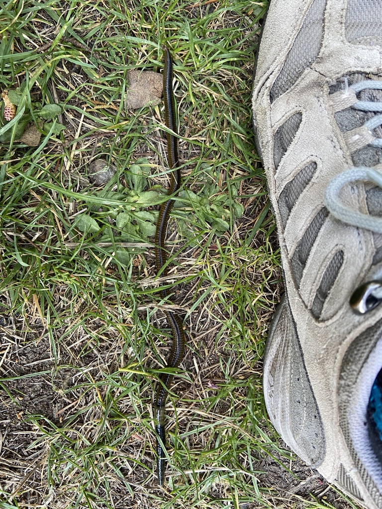 Giant Earthworms from Victoria Park, Cashmere, Canterbury, NZ on ...