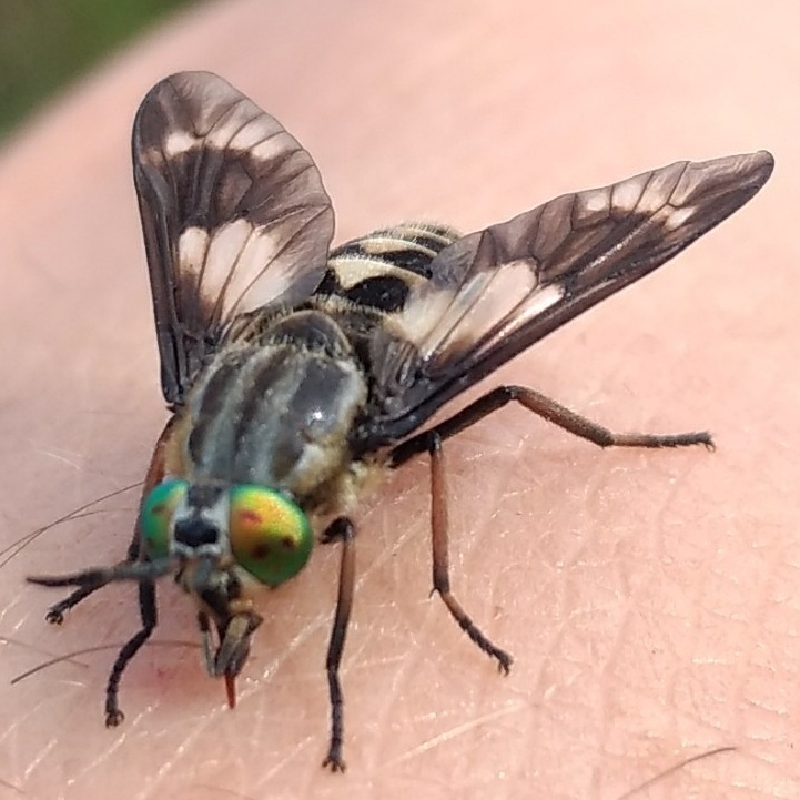 Twin-lobed Deer Fly from 25 Wigford Rd, Dosthill, Tamworth B77 1LZ, UK ...
