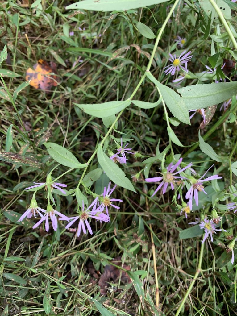smooth blue aster from Cherokee County, NC, USA on September 23, 2020 ...