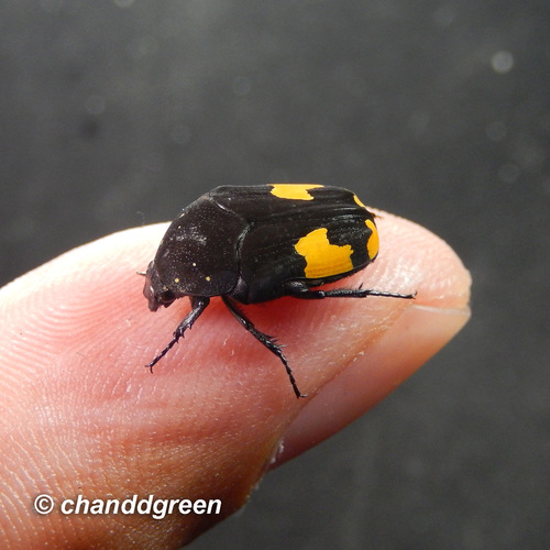 Clinteria ducalis · iNaturalist